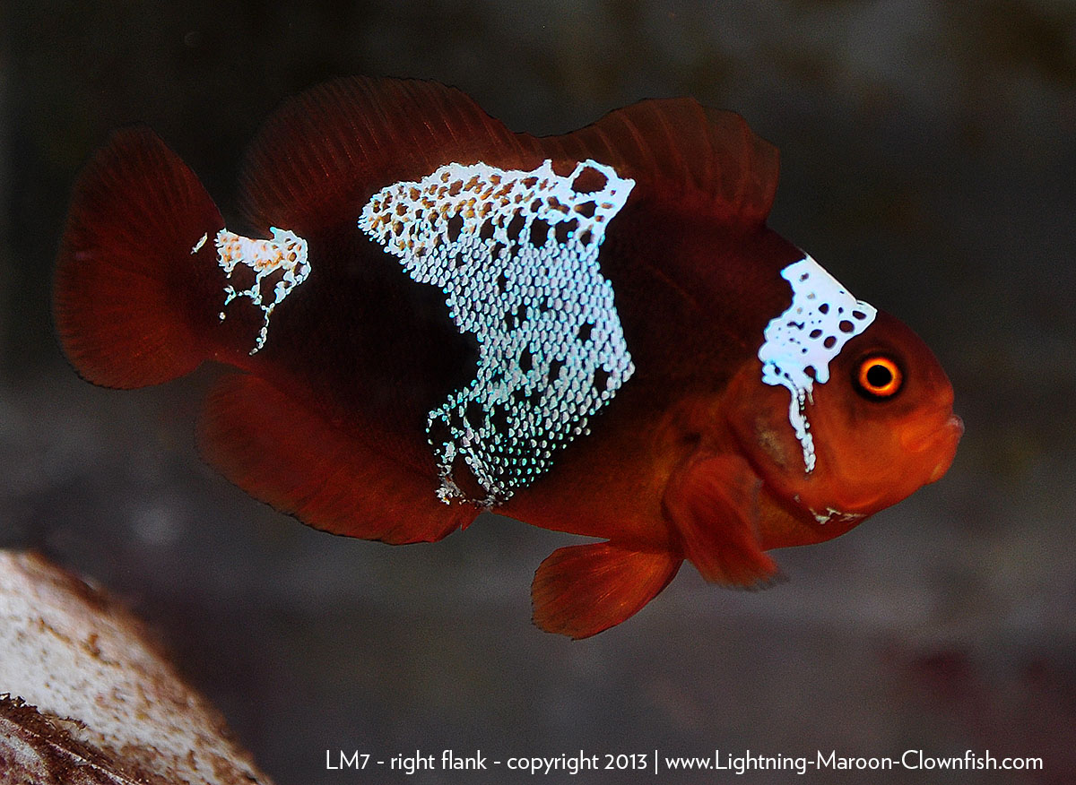 F1 PNG Lightning Maroon Clownfish, LM7 - The Lightning Project